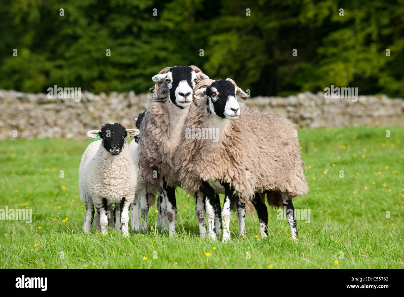 Swaledale sheep lamb hi-res stock photography and images - Alamy