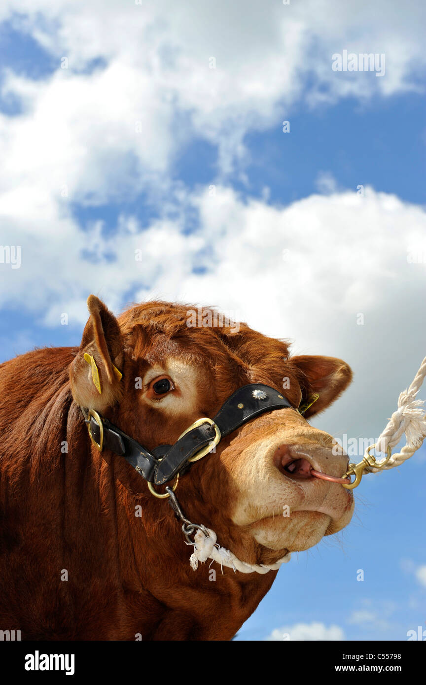 Close up head limousin beef hi-res stock photography and images - Alamy