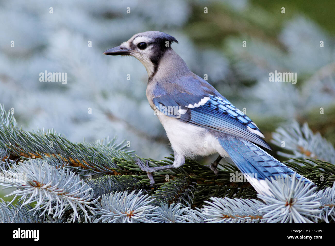 Geai bleu hi-res stock photography and images - Alamy