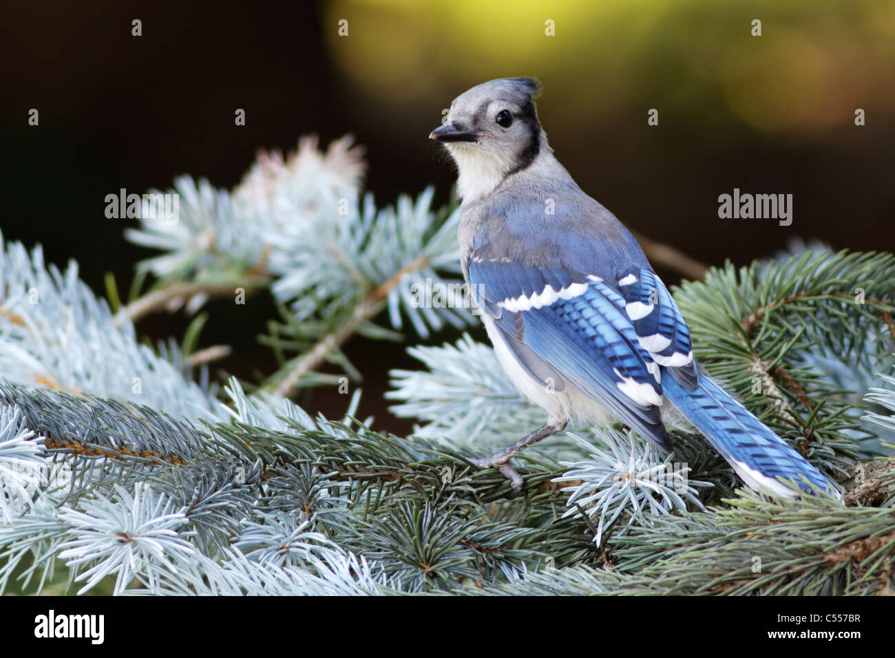 Geai bleu hi-res stock photography and images - Alamy