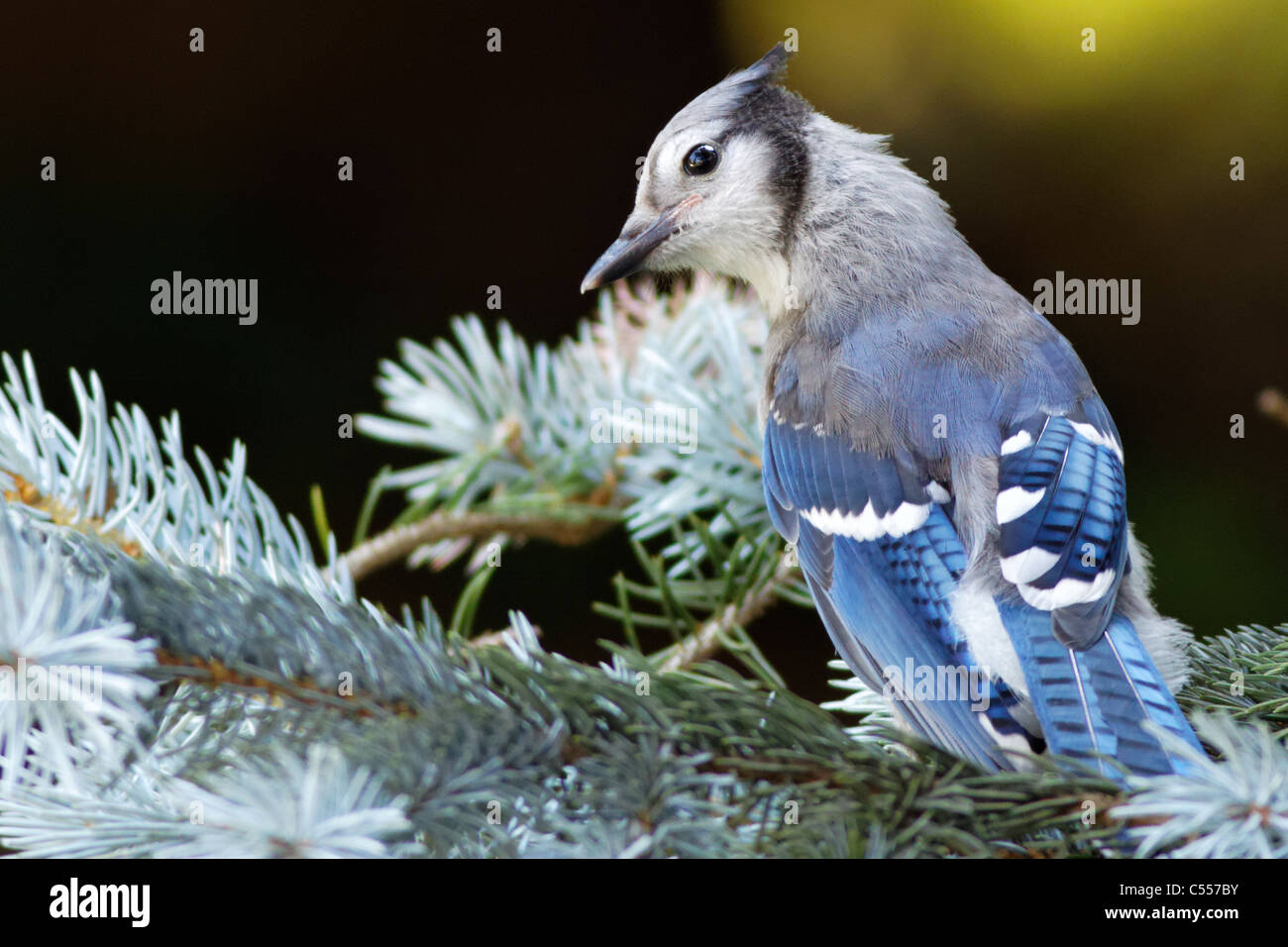 Geai bleu hi-res stock photography and images - Alamy