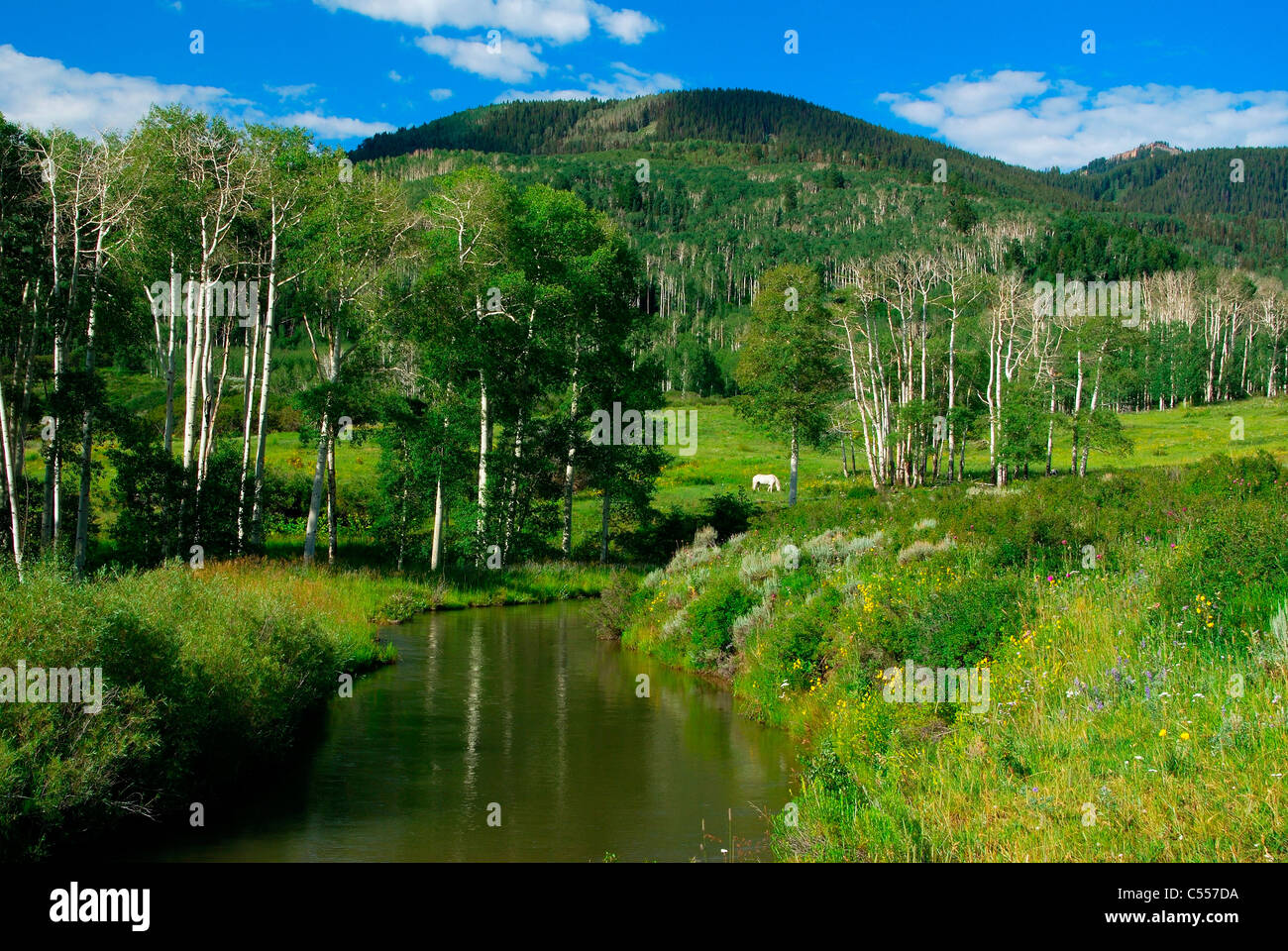 Stream passing through a forest hi-res stock photography and images - Alamy