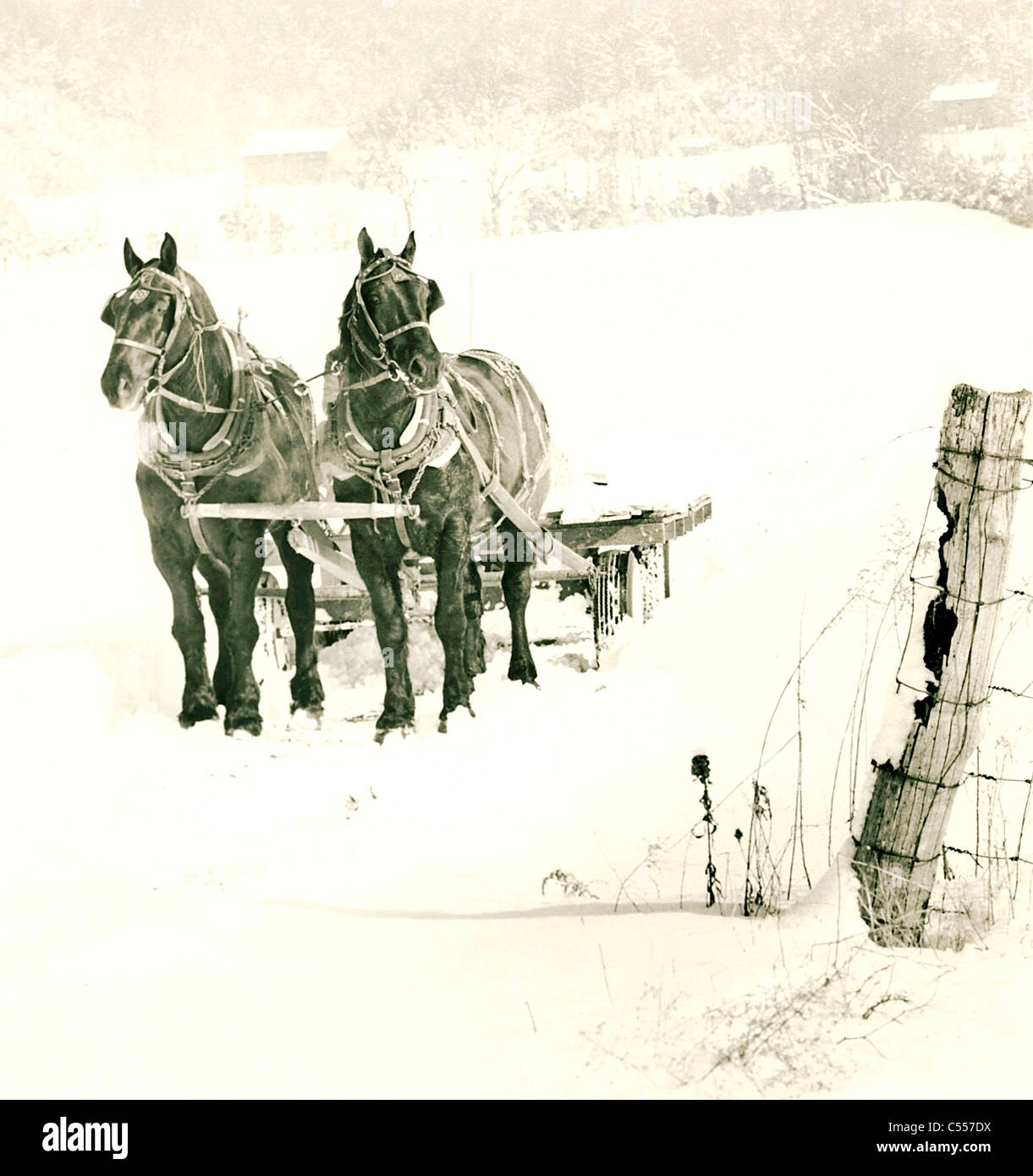 Winter snow team horses hi-res stock photography and images - Alamy