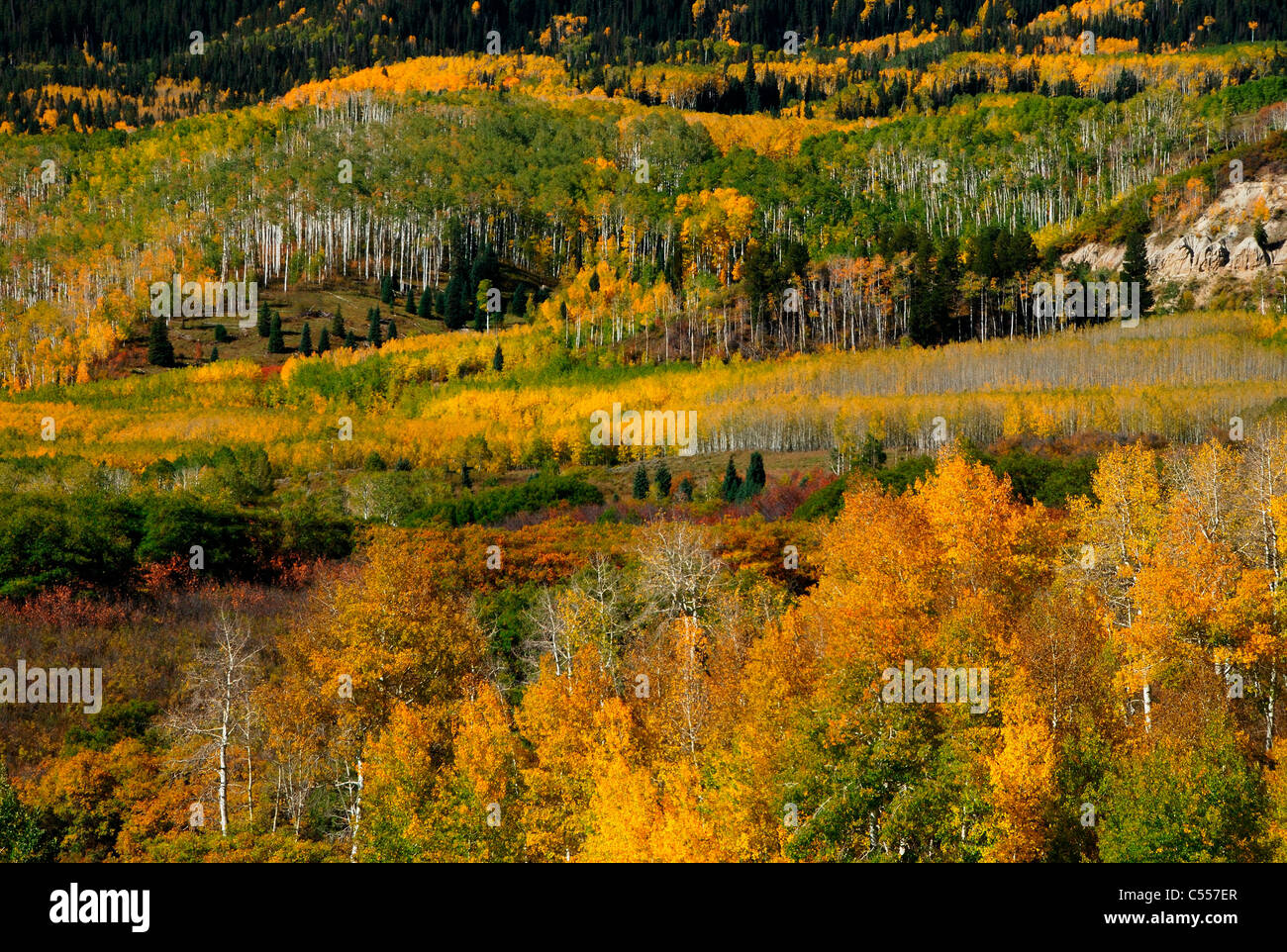 Trees in autumn, Cimarron Range, Colorado, USA Stock Photo - Alamy