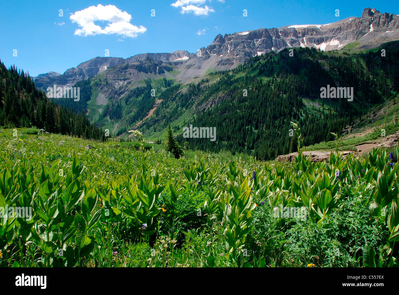 Vegetation around the mountains, Yankee Boy Basin, Colorado, USA Stock ...