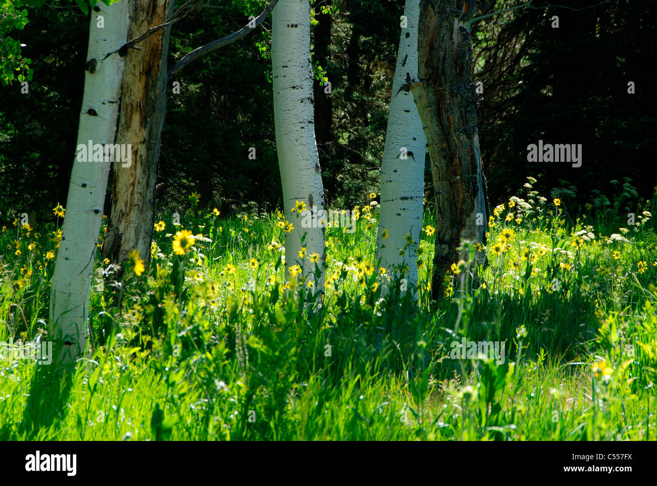 Cimarron ridge hi-res stock photography and images - Alamy