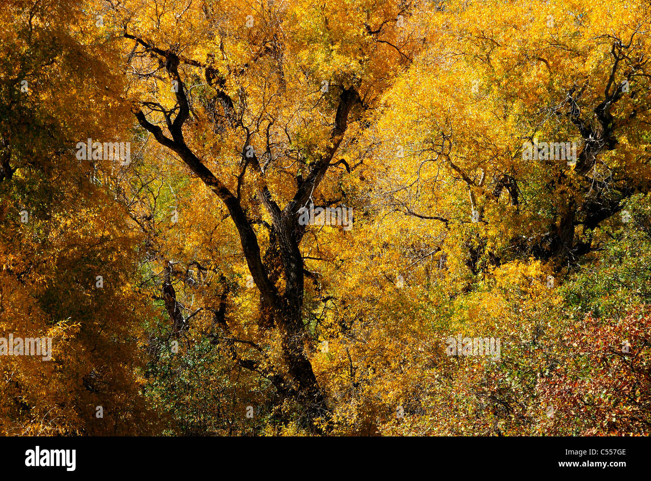 Cottonwood trees in a forest, Cimarron Range, Colorado, USA Stock Photo ...