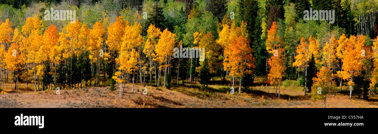 Aspen trees in a forest, Wyoming, USA Stock Photo - Alamy