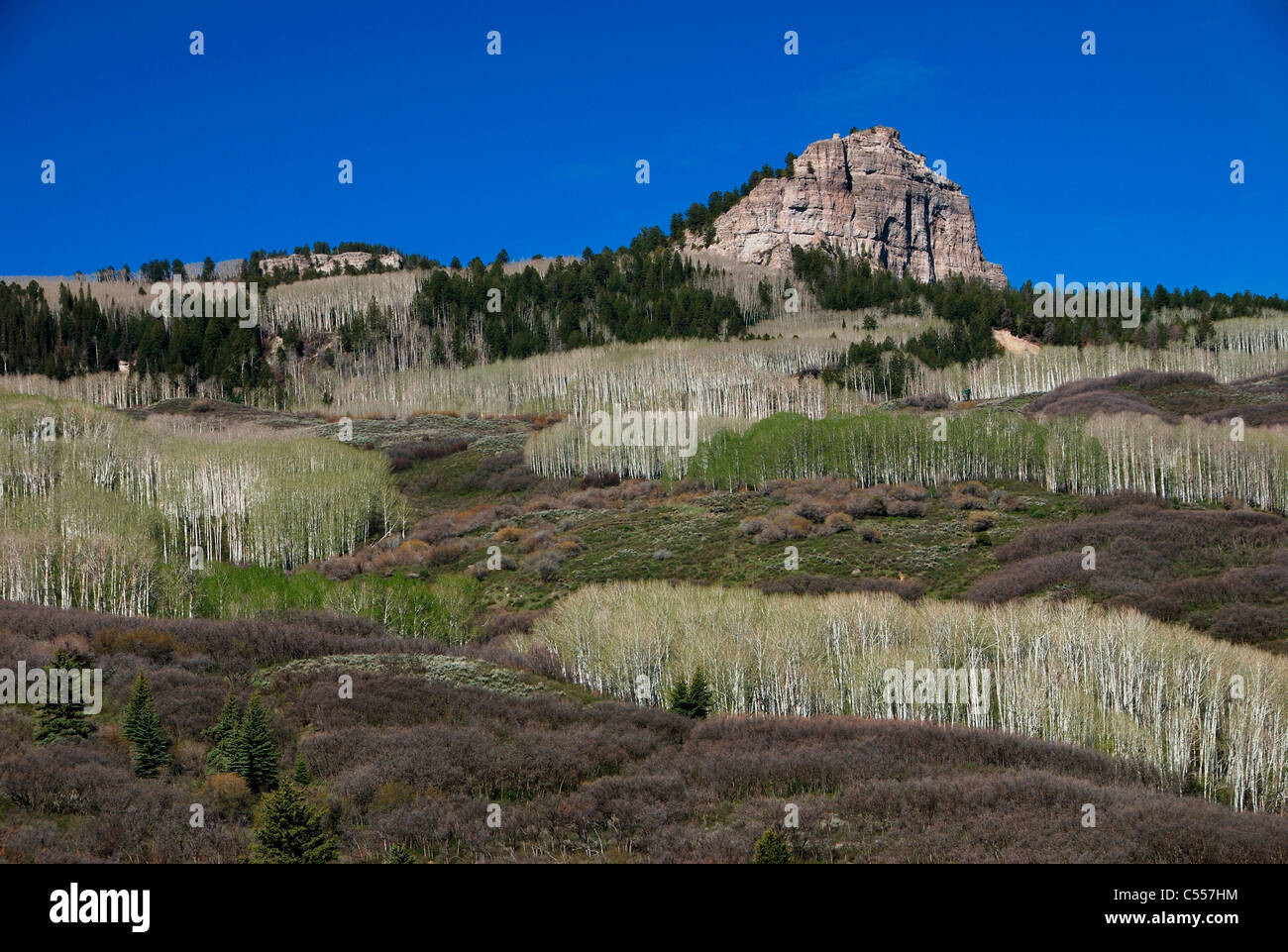 Patterns of aspen trees in the field, Cimarron Range, Colorado, USA ...