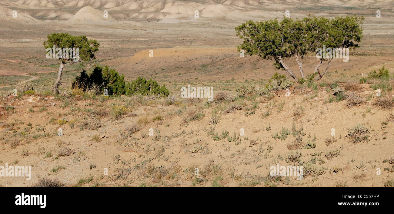 Juniper trees in a desert, Colorado, USA Stock Photo - Alamy