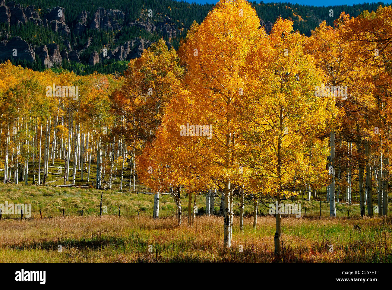 Autumnal trees in a forest, Cimarron Range, Colorado, USA Stock Photo ...