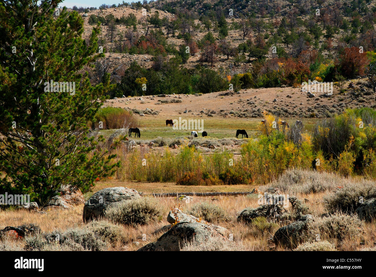 Cattle in field in wyoming hi-res stock photography and images - Alamy