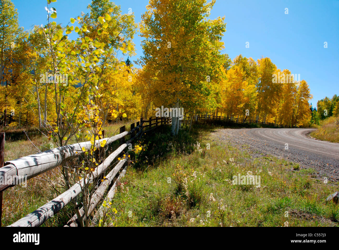 Autumnal trees at the roadside, Cimarron Range, Colorado, USA Stock ...