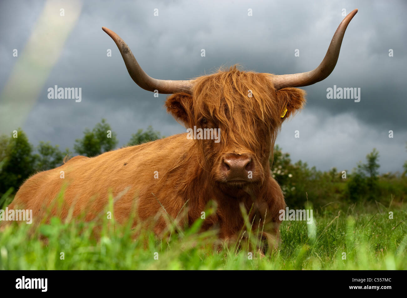 Highland cow with impressive horns Stock Photo - Alamy