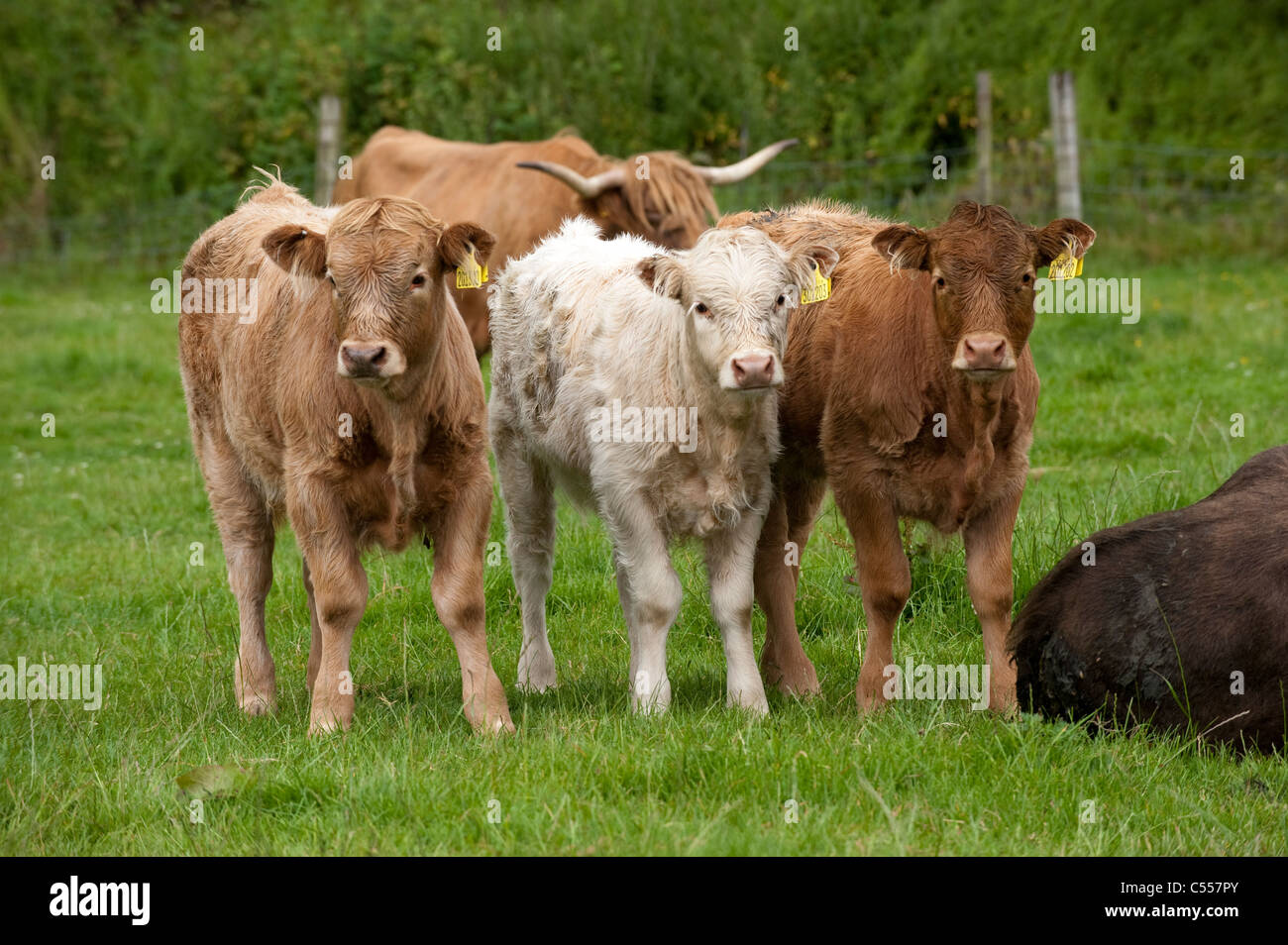 Cross bred cattle out of Highland cows, sired by continetal bull Stock ...