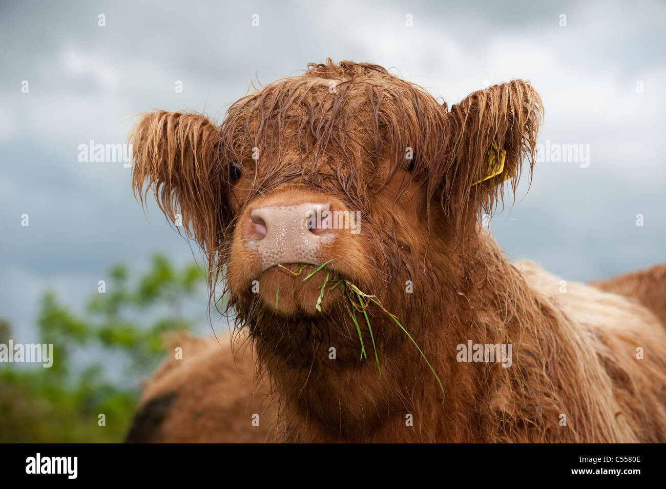 Steer steers hi-res stock photography and images - Alamy
