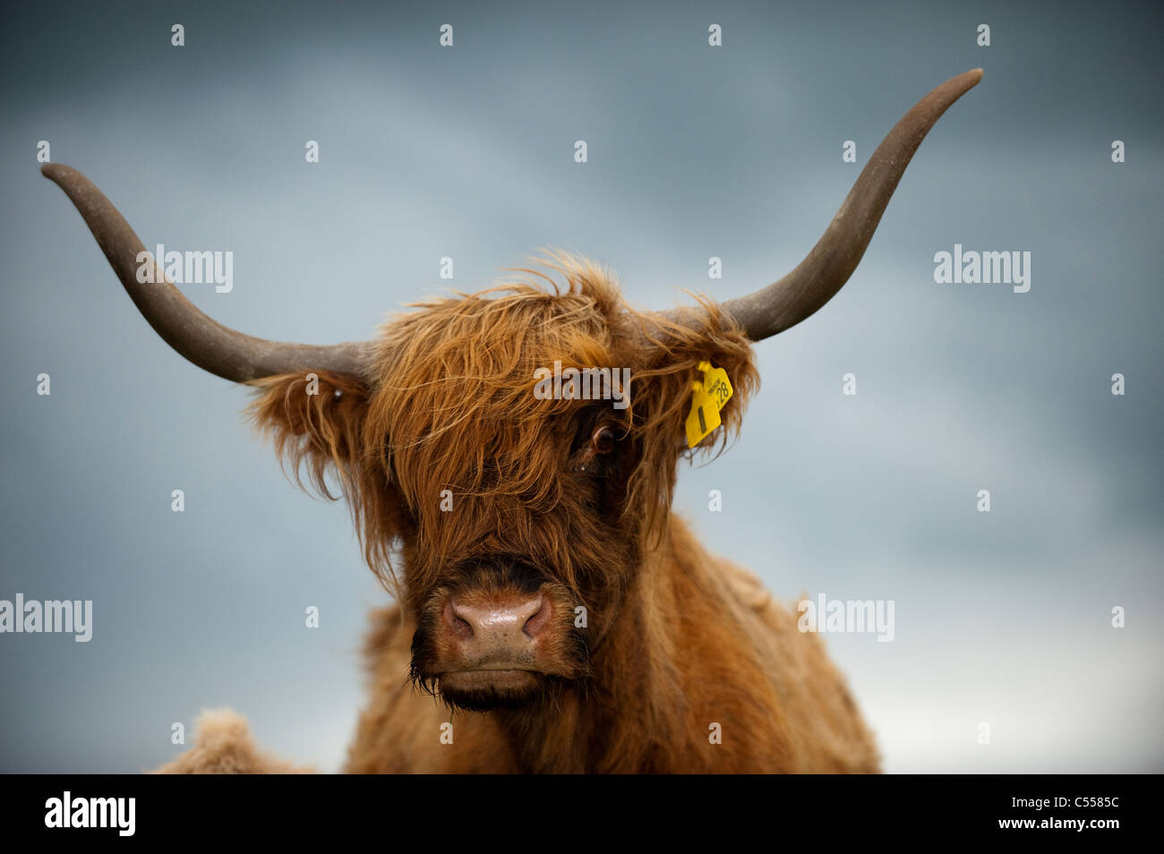 Female highland cow hi-res stock photography and images - Alamy