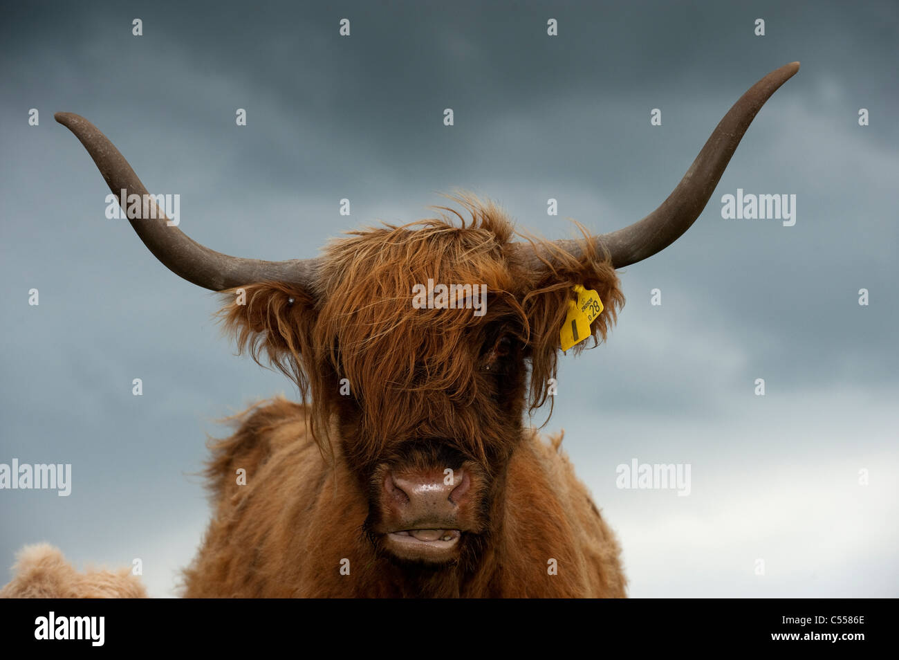 Female highland cow hi-res stock photography and images - Alamy