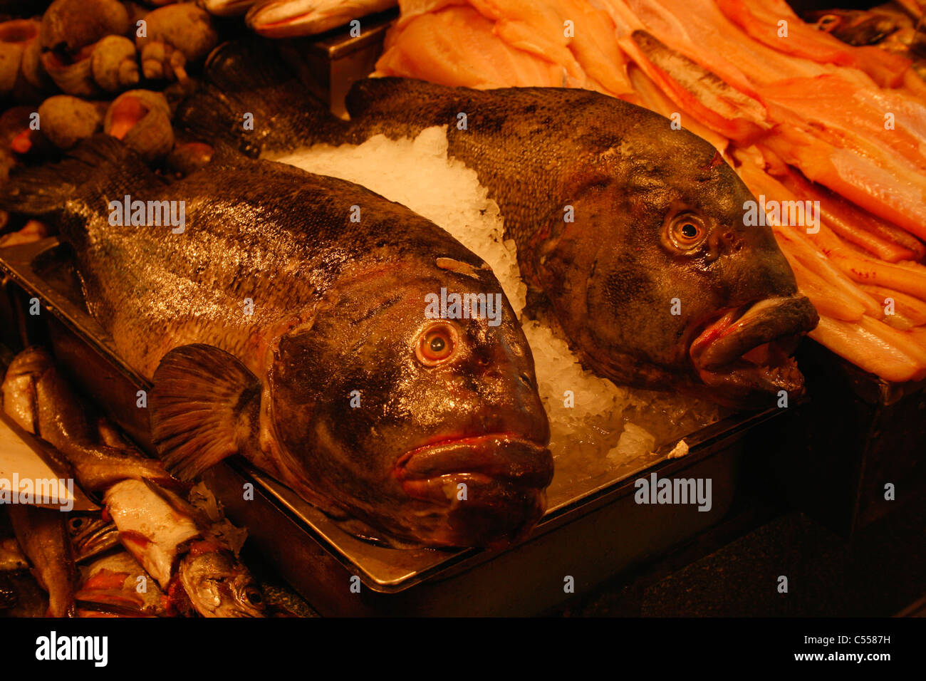Groupers in fish market chile hi-res stock photography and images - Alamy