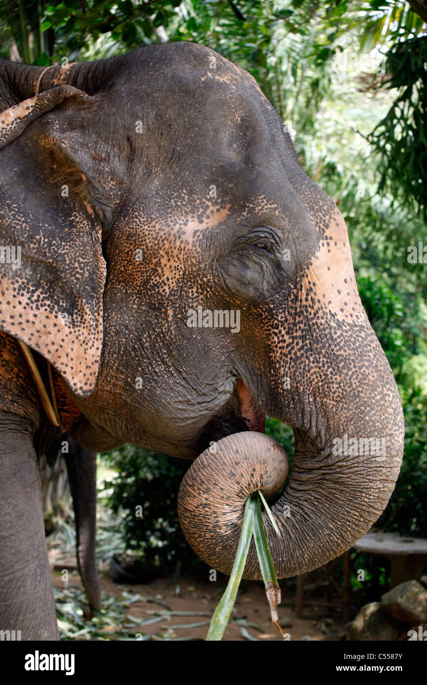 Elephant eating with its trunk in an Elephant trekking tour shelter in ...