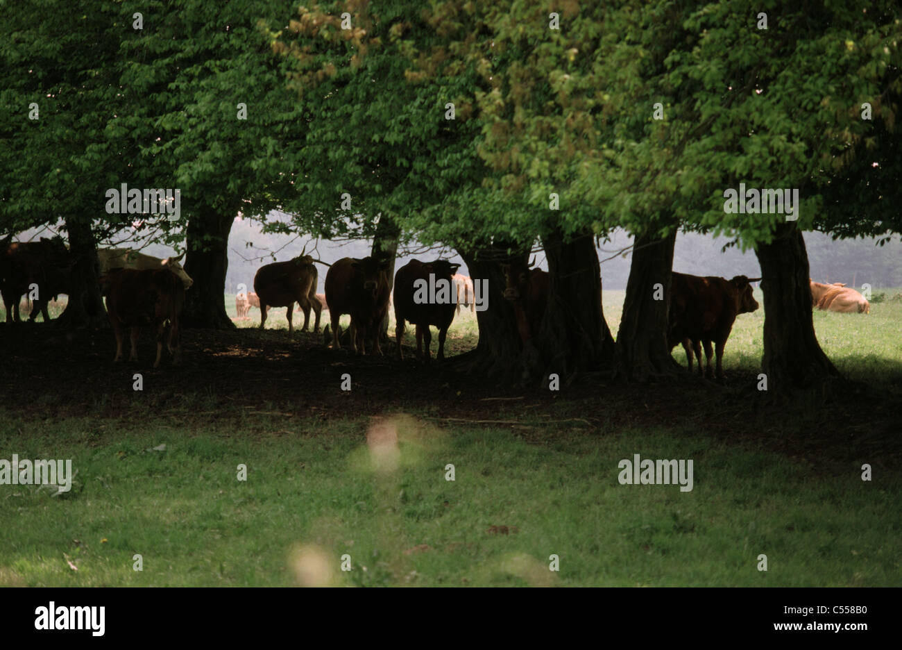Cows tree shade hi-res stock photography and images - Alamy