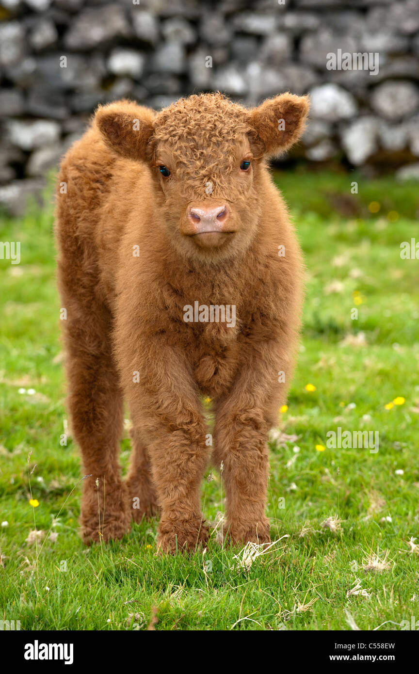 Young Highland calves on moorland Stock Photo - Alamy