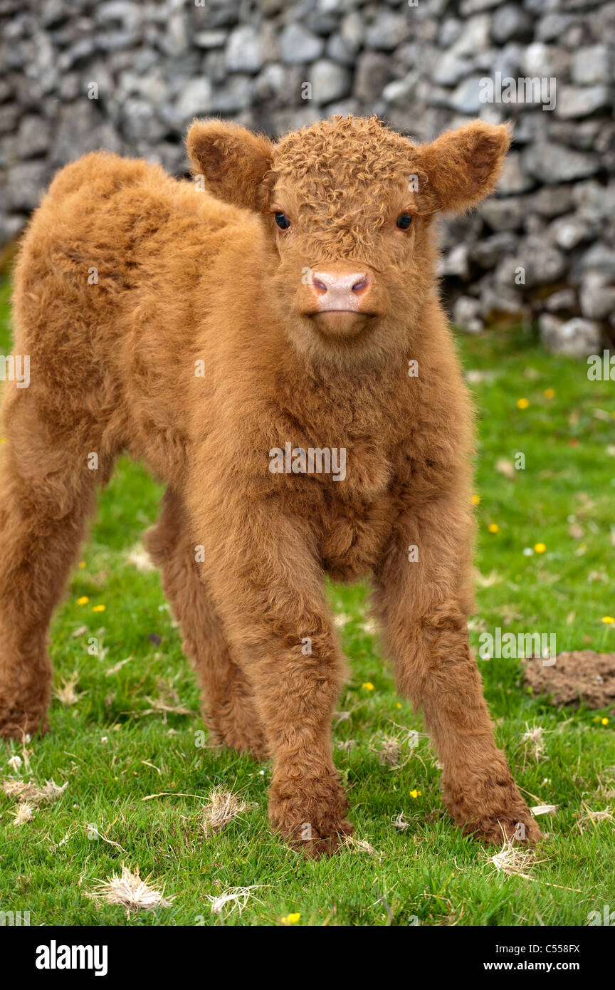 Fluffy Calves