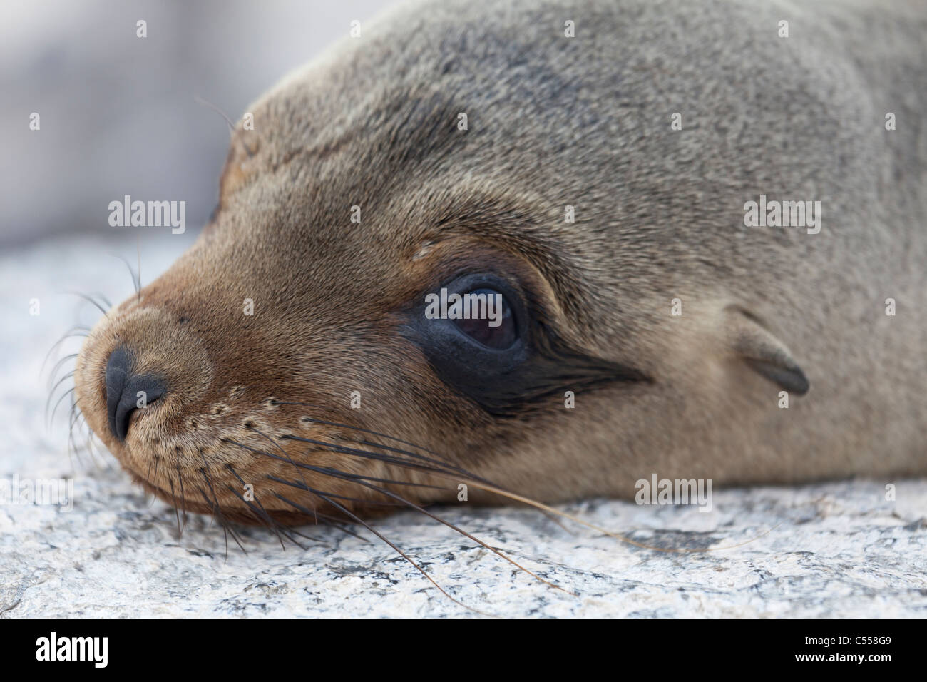 Sea lion eyes hi-res stock photography and images - Alamy