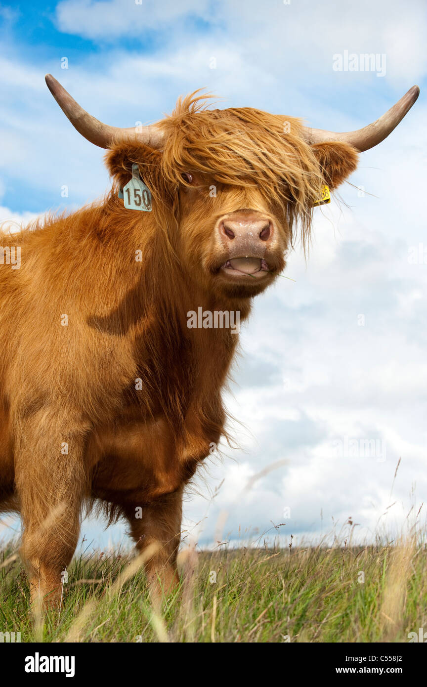 Highland cow grazing on moorland Stock Photo - Alamy