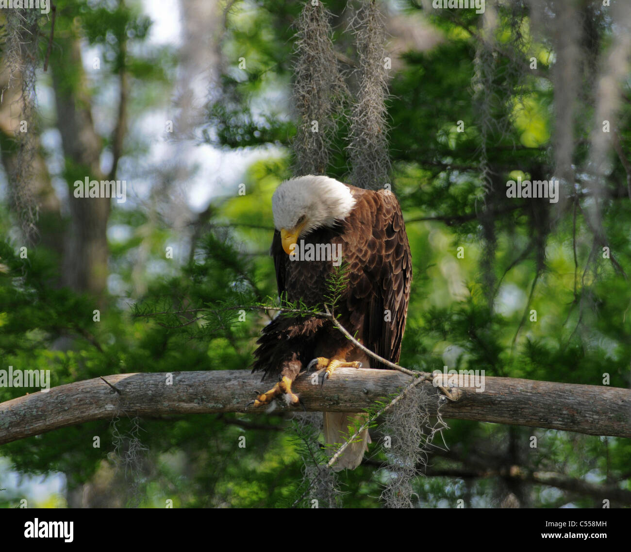 American Bald Eagle Stock Photo - Alamy