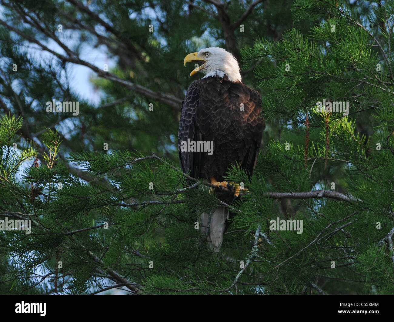 American Bald Eagle Stock Photo - Alamy