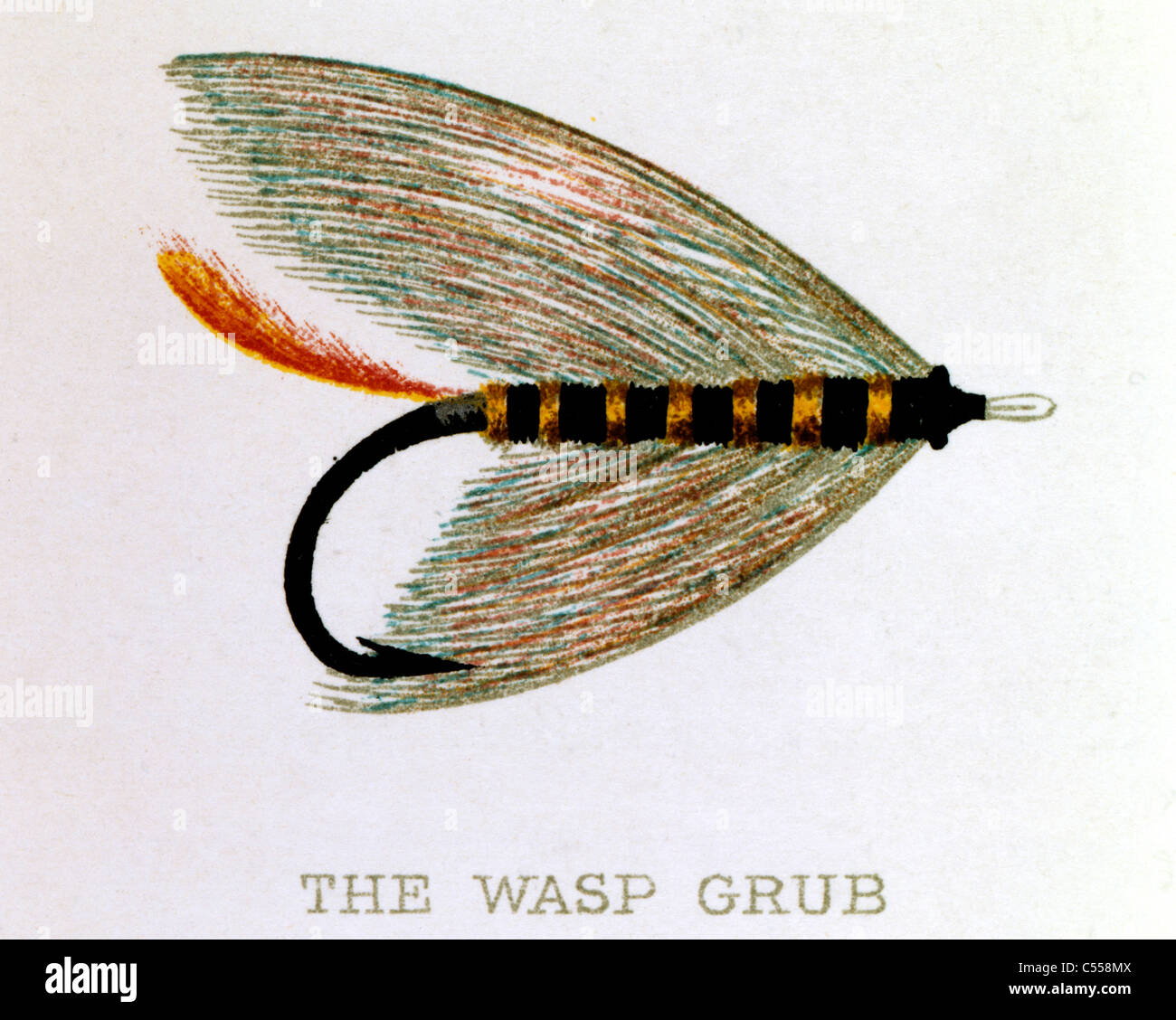 Wasp and grub hi-res stock photography and images - Alamy
