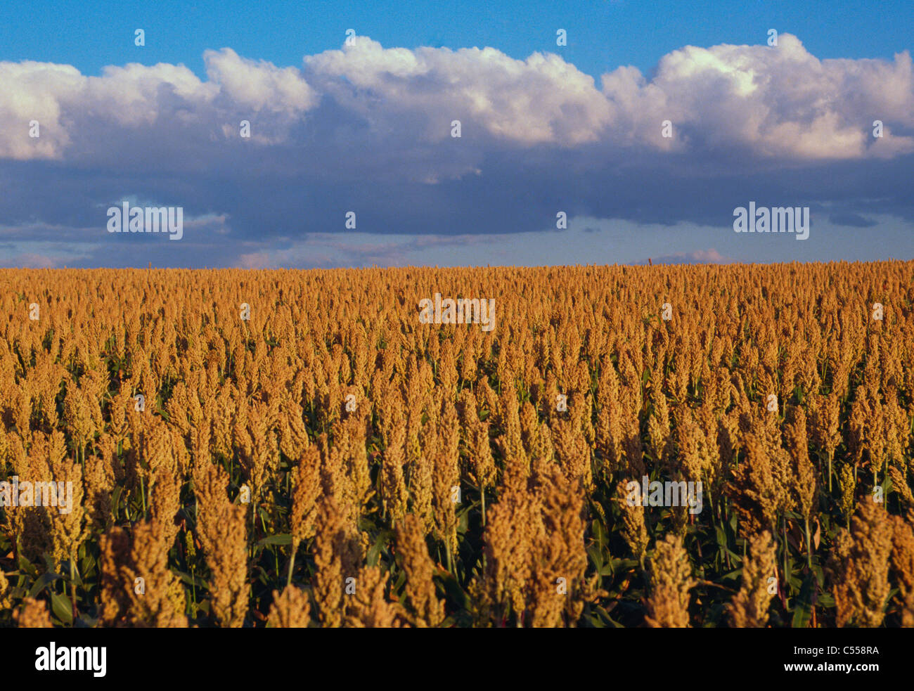 USA, Nebraska, Lancaster County, Millet field in afternoon light Stock ...