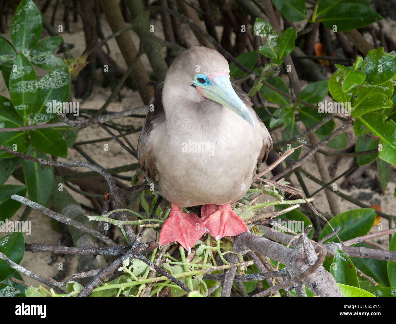 Red footed booby hi-res stock photography and images - Alamy