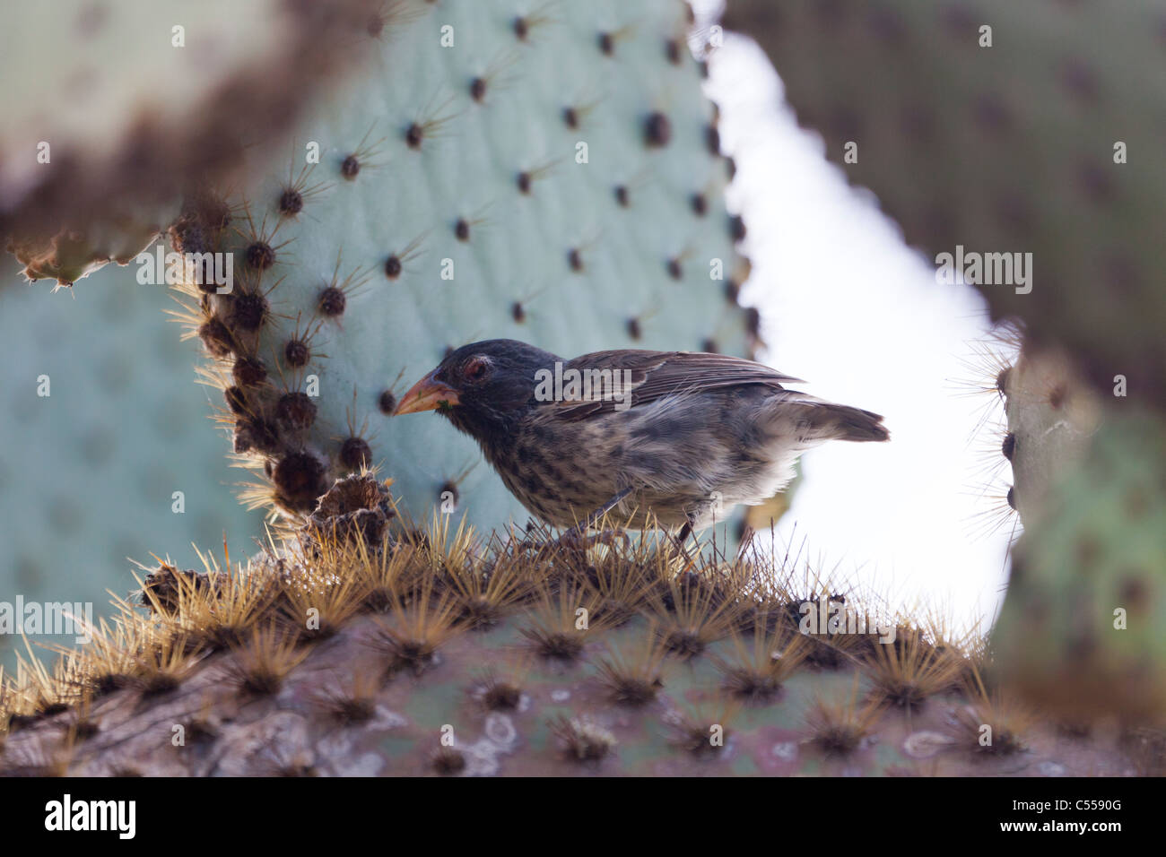 Darwin's finch on cactus, Galapagos Islands, Ecuador Stock Photo - Alamy