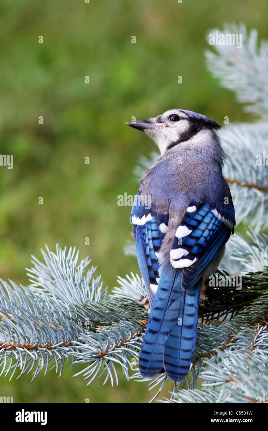 Geai bleu hi-res stock photography and images - Alamy