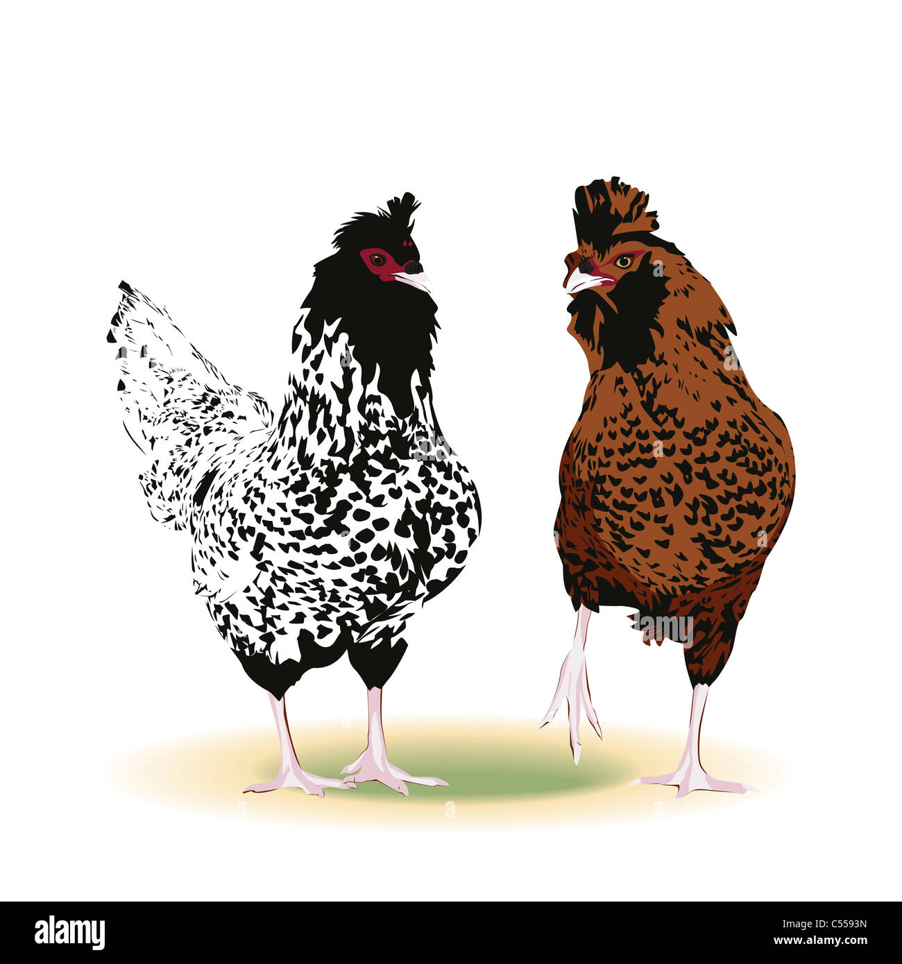 Silver polish chickens hi-res stock photography and images - Alamy