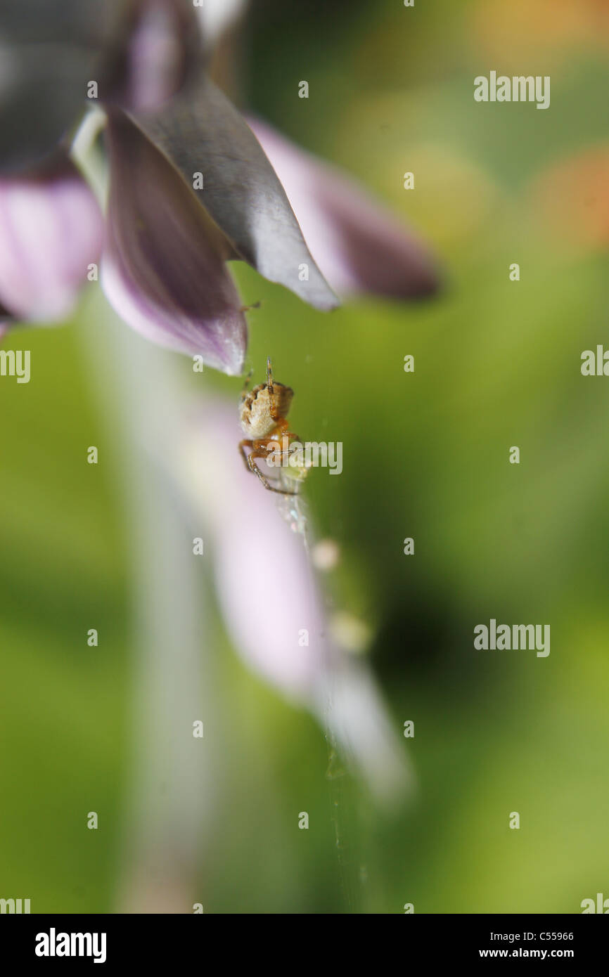 garden spider eating green aphid on hosta flower spike in garden ...