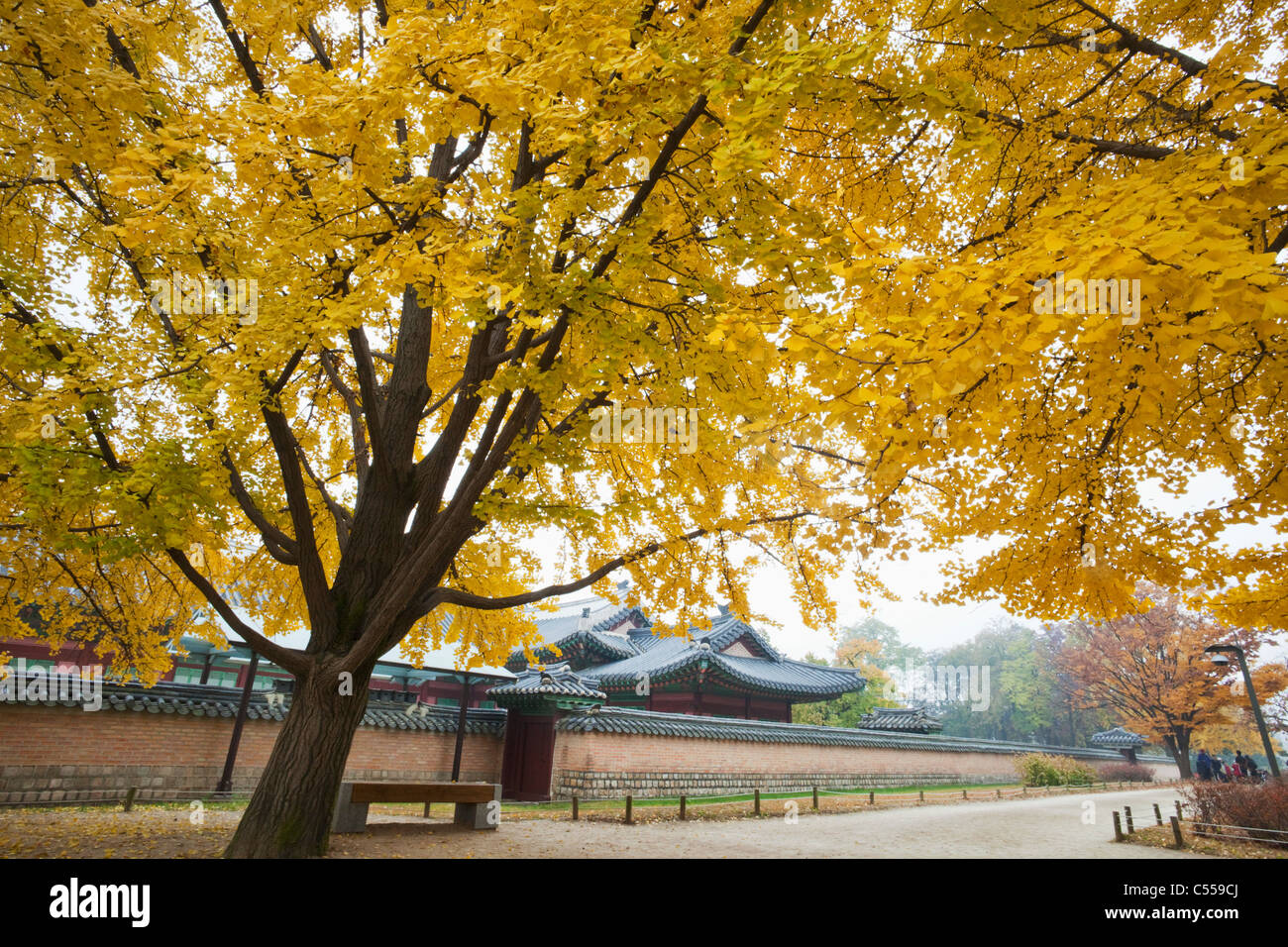 Autumn tree with a palace in the background, Gyeongbokgung Palace ...