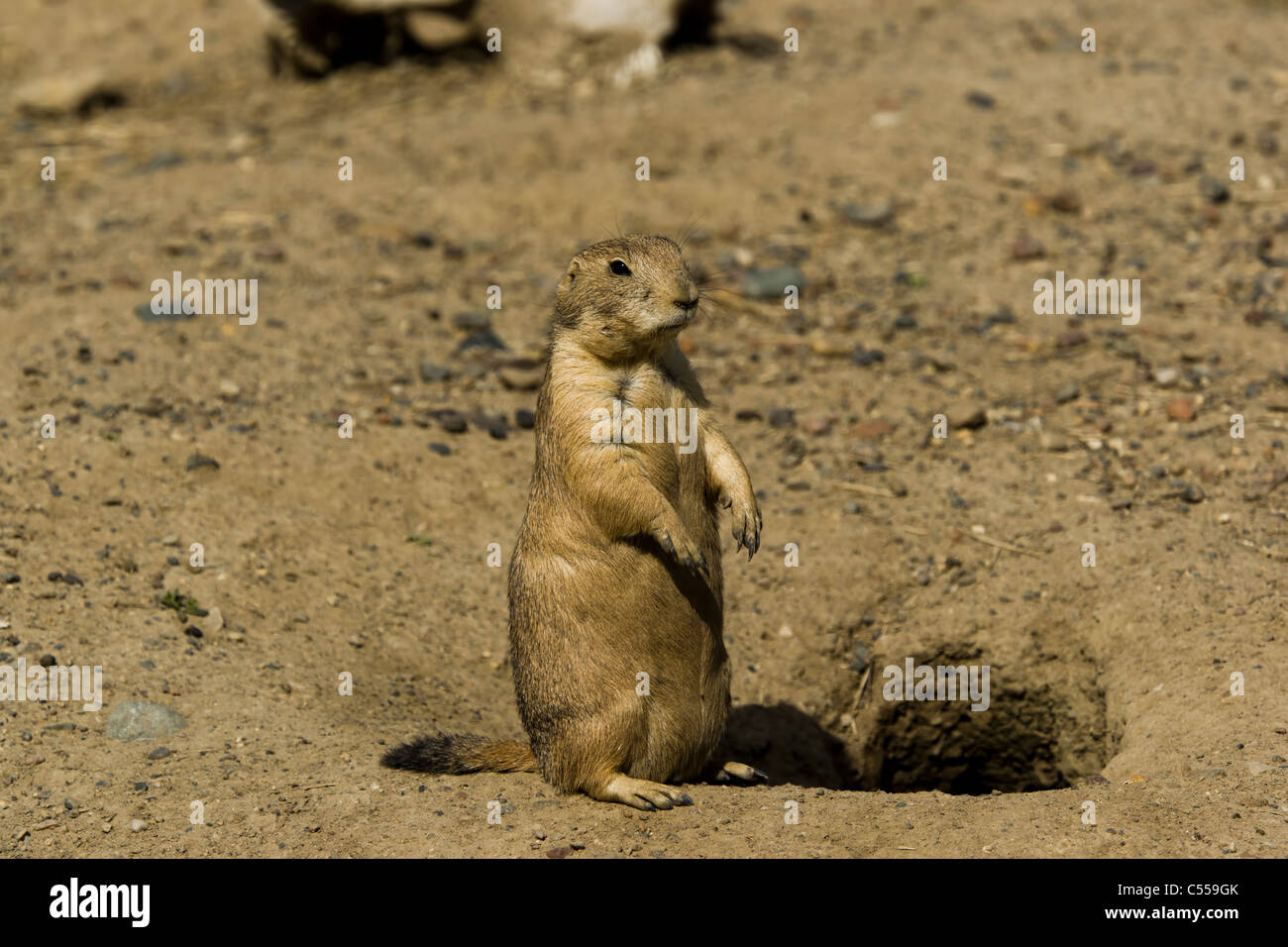 Black-Tailed Prairie Dog (Cynomys ludovicianus Stock Photo - Alamy