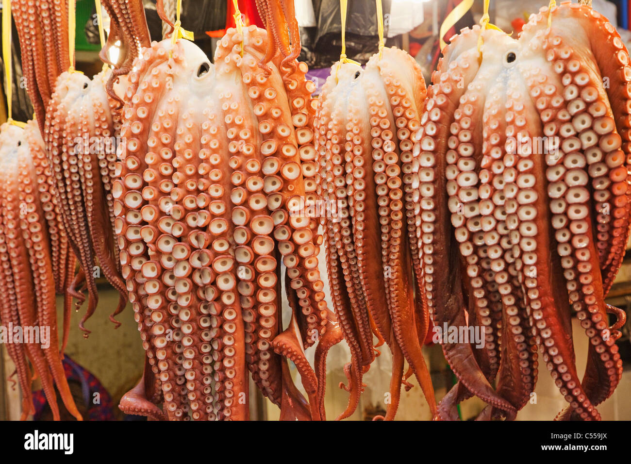 Octopuses for sale at a market, Gyeongju Market, Gyeongju, South Korea ...