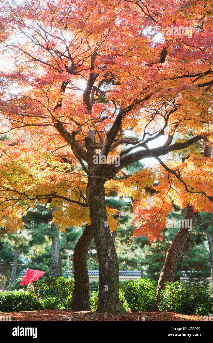 Japanese maple trees in a garden, Kennin-ji Temple, Kyoto Prefecture ...