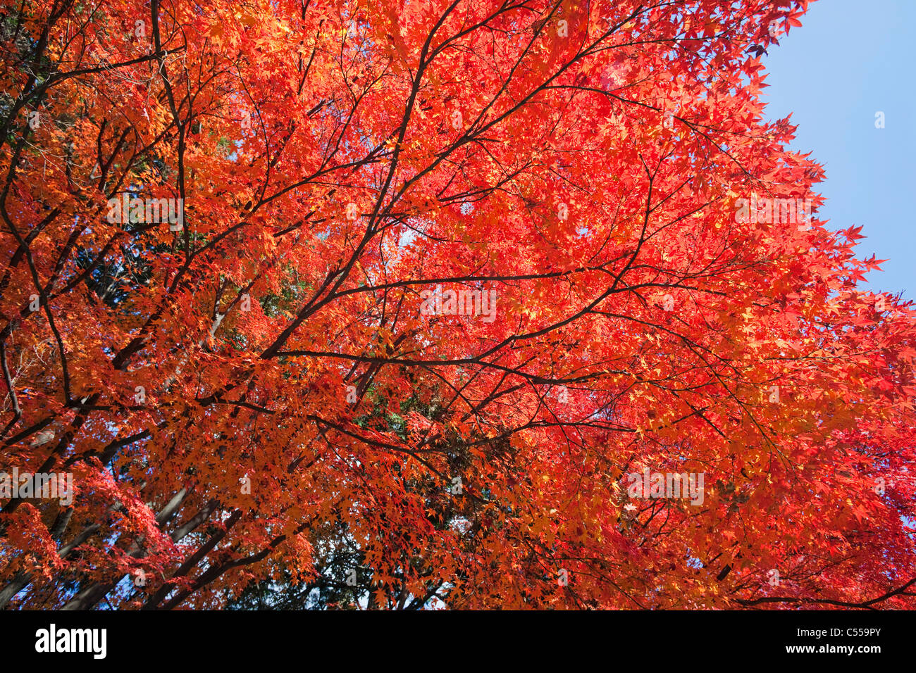 Japanese maple trees in a garden, Kitano Tenmangu Shrine, Kyoto ...