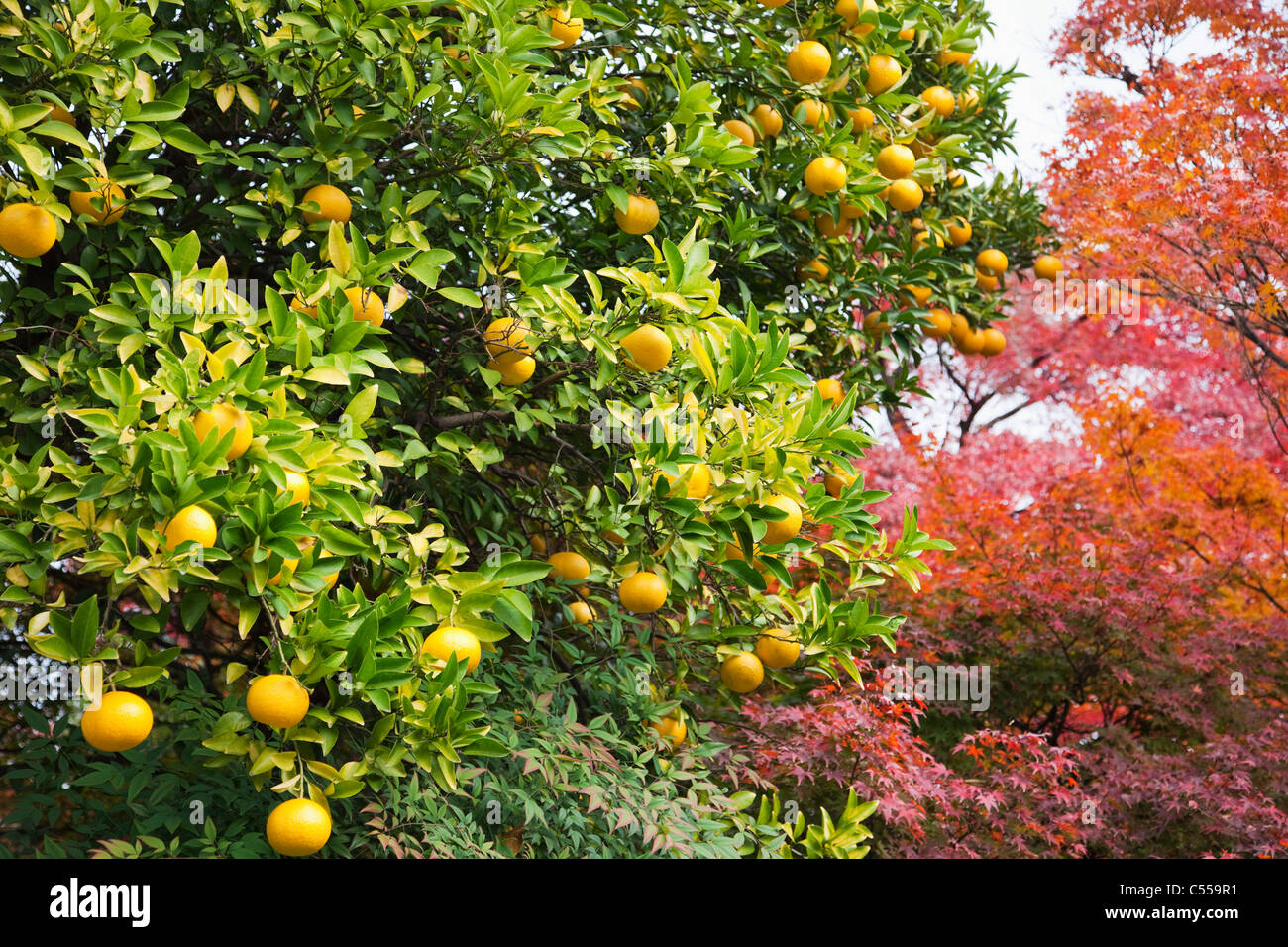 Orange trees in an orchard, Kitano Tenmangu Shrine, Kyoto Prefecture ...
