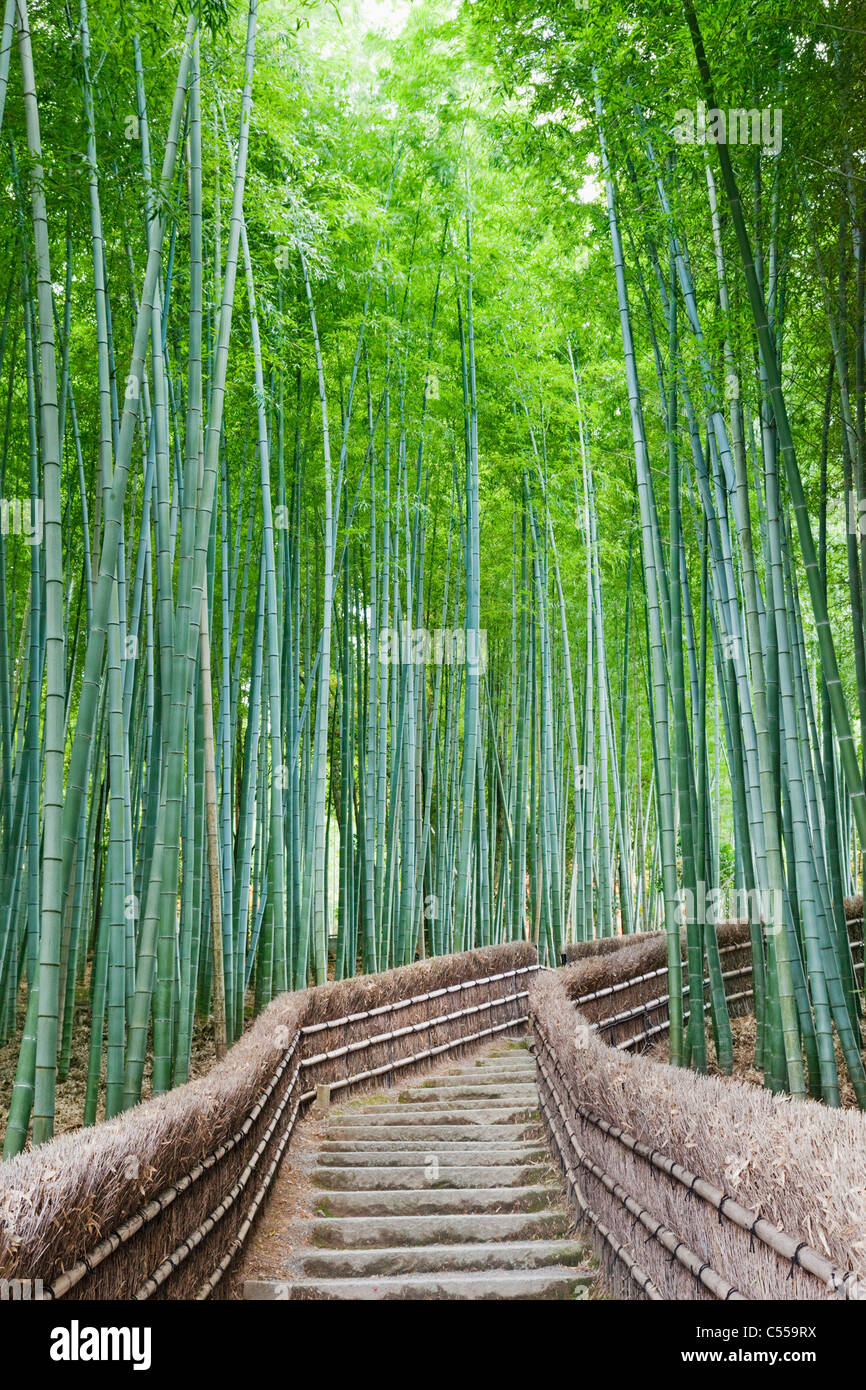Bamboo trees in a forest, Adashino-nenbutsu-ji Temple, Arashiyama ...
