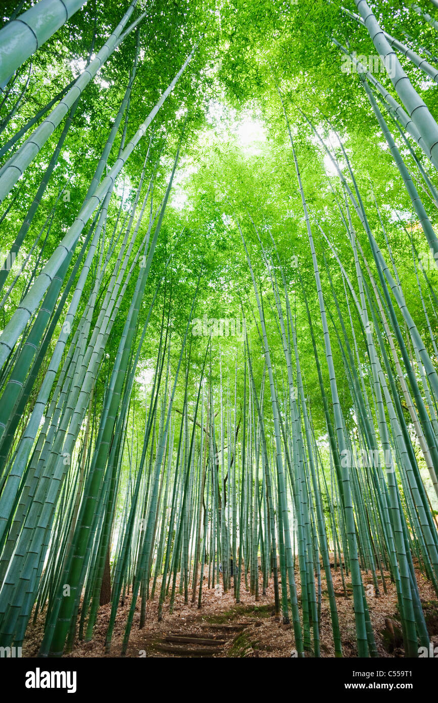 Bamboo trees in a forest, Adashino-nenbutsu-ji Temple, Arashiyama ...