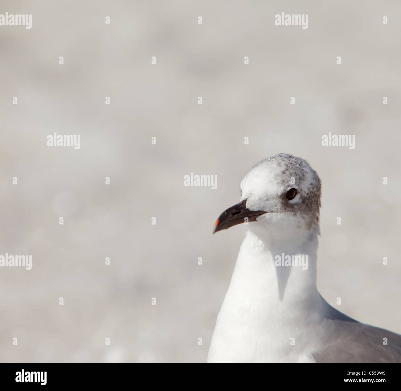 Seagull head closeup Stock Photo - Alamy