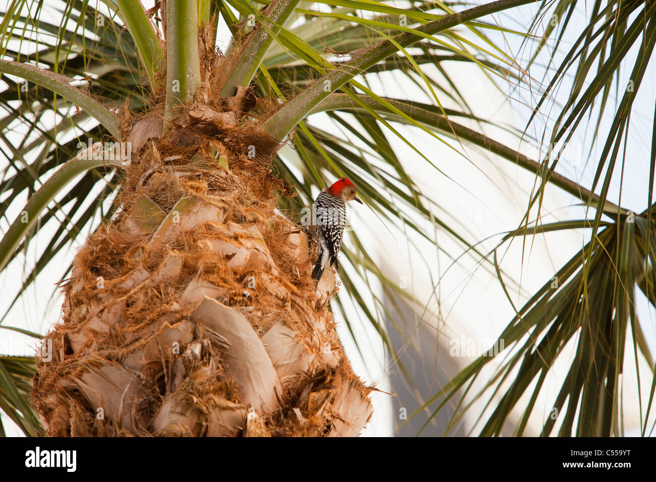 Woodpecker pecking tree hi-res stock photography and images - Alamy