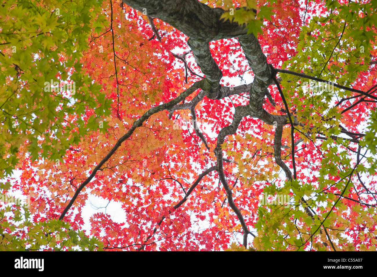 Low angle view of a Japanese maple tree, Omoto Park, Miyajima ...
