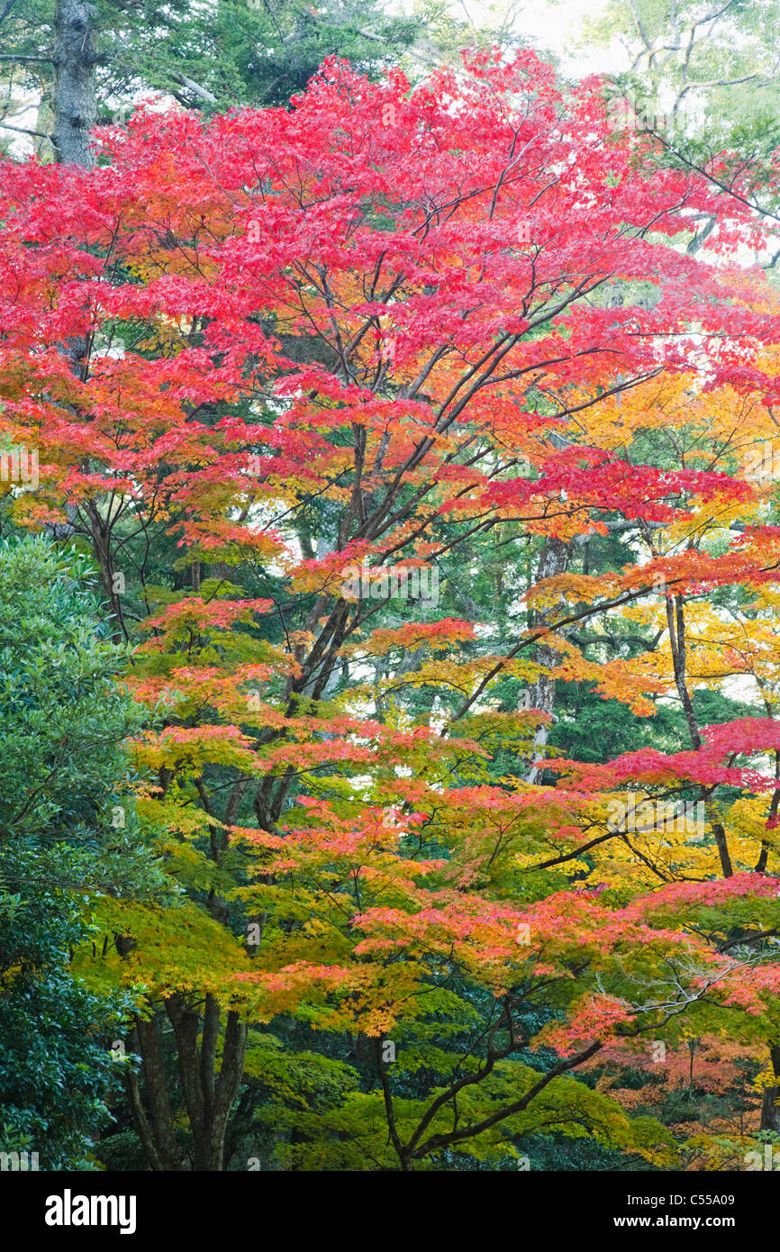 Japanese maple trees in a forest, Omoto Park, Miyajima, Itsukushima ...